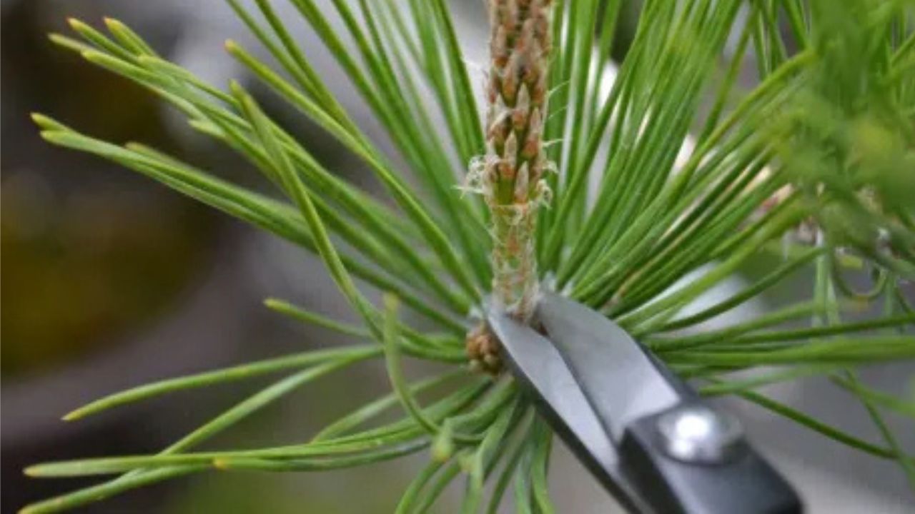 Candle Pruning no Bonsai de Pinheiro: Quando Fazer e Como Acertar no Corte